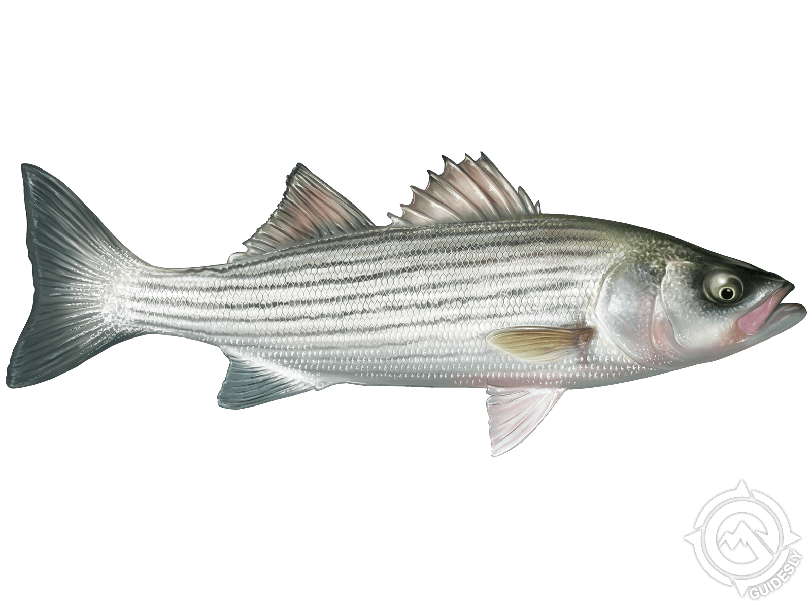 Fish Species Guide To Catching Bass Fish In Lake Buchanan