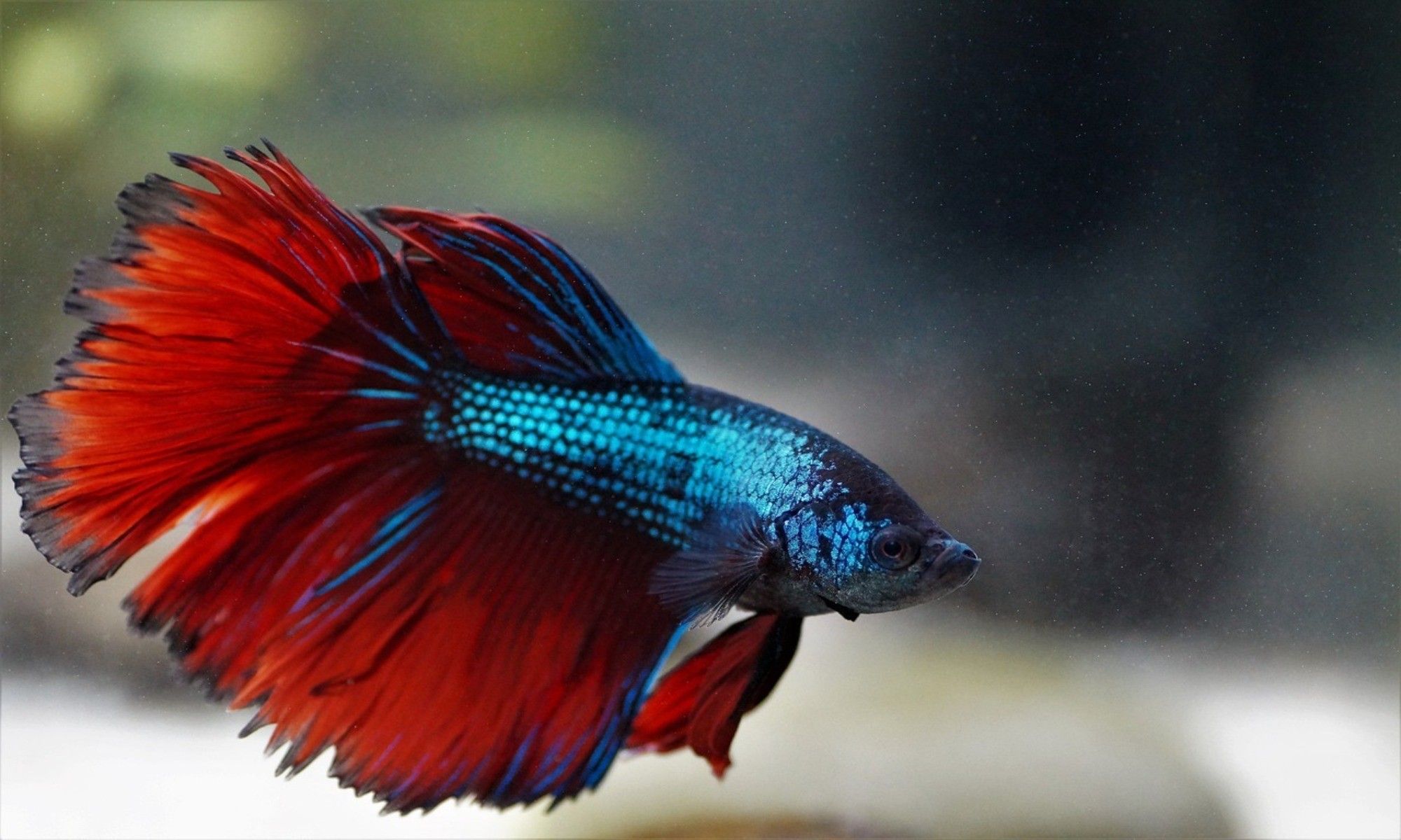 10 Incredible Fish You Can Keep as a Pet | Guidesly