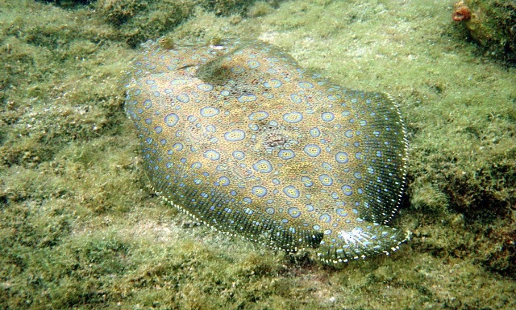 Flounder Fish: Everything You Need To Know | Guidesly