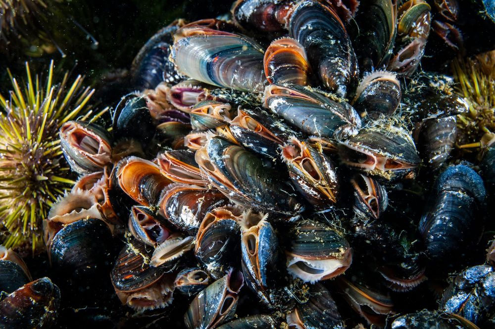 Blue Mussels- Fishing, Ecosystem, and more
