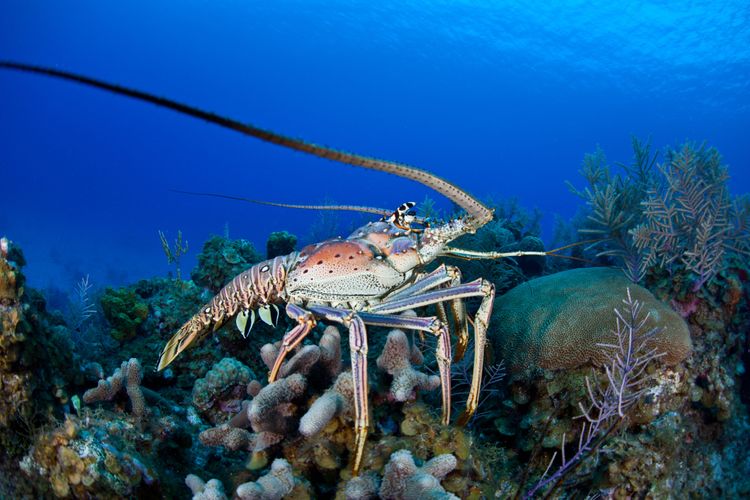 Caribbean Spiny Lobster: Wild Habitat & Ocean Adventures | Guidesly
