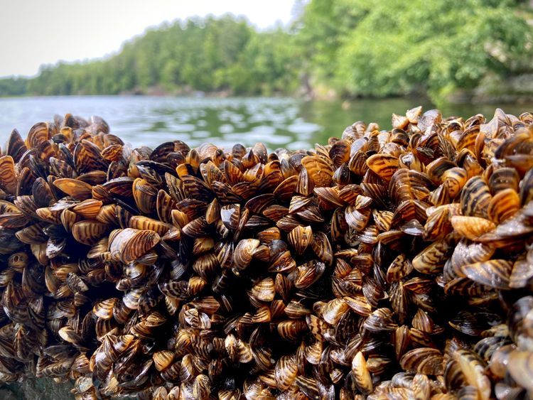 About the Invasive Zebra Mussels