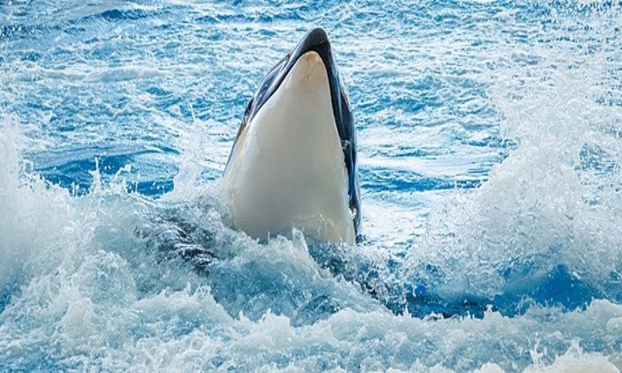 Why Do They Call Killer Whales Orcas
